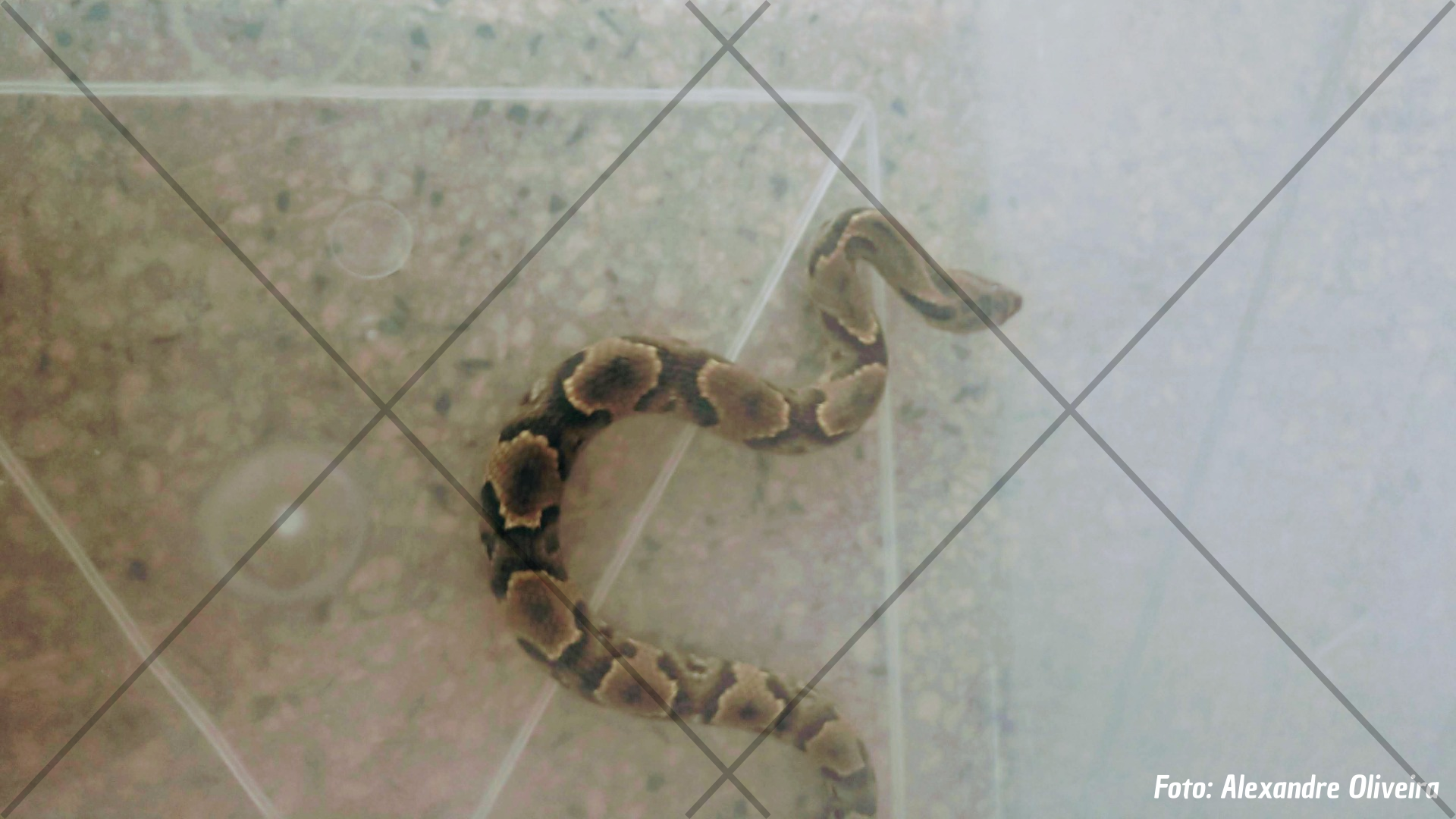 Xenodon merremii (Wagler, 1824) :: Herpetofauna