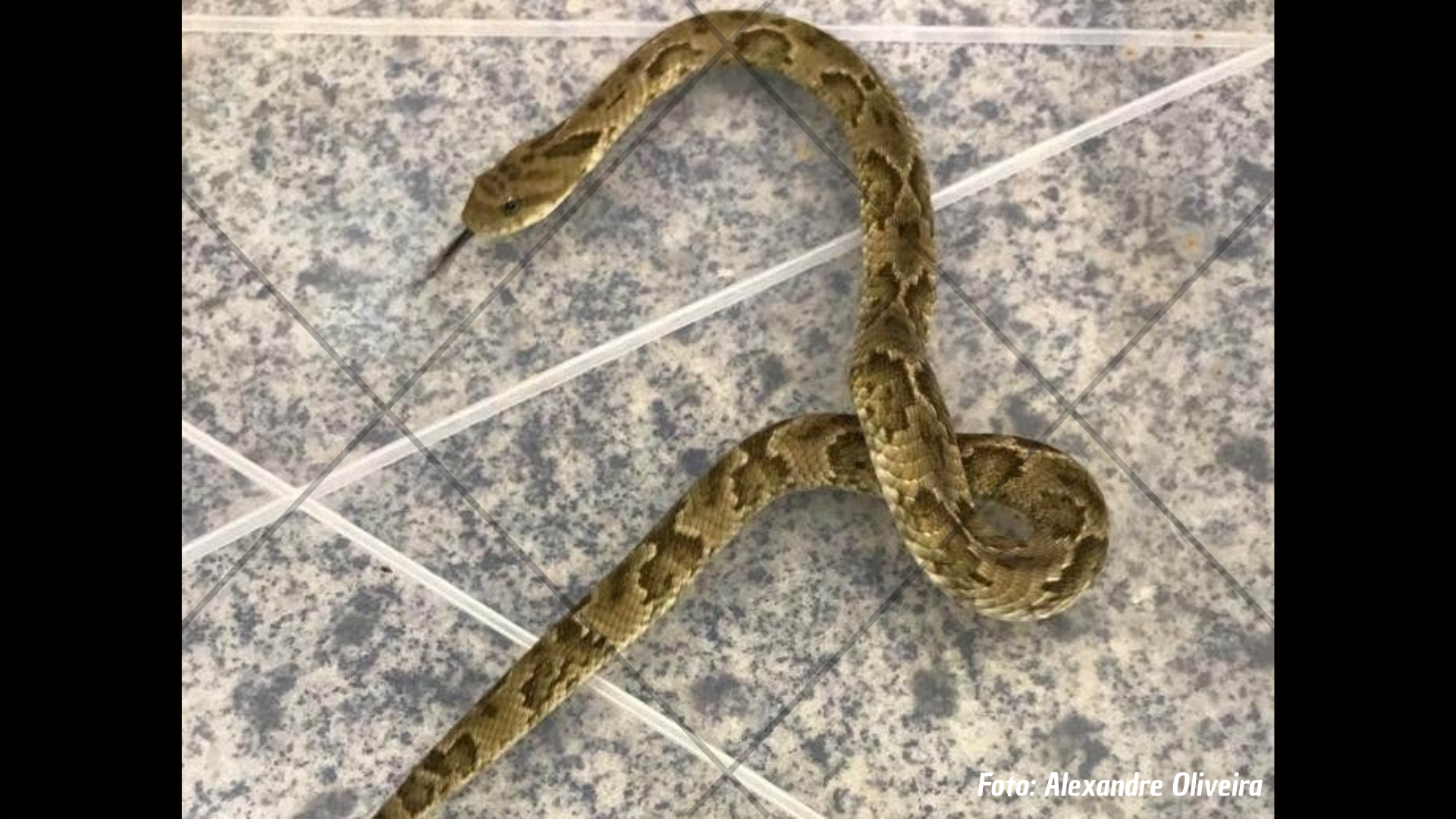 Xenodon merremii (Wagler, 1824) :: Herpetofauna